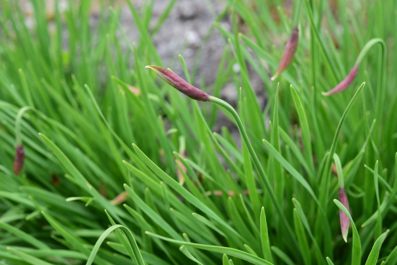 How to Plant and Grow Allium insubricum(Allium insubricum)