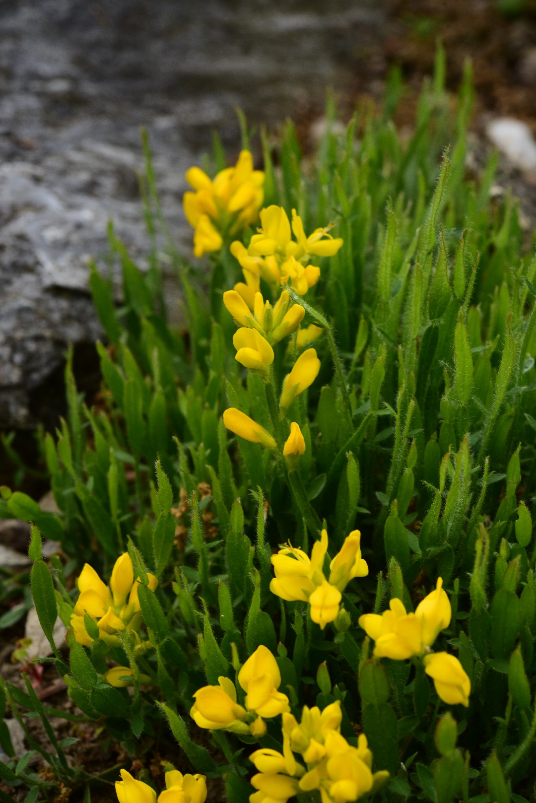 Genêt ailé (Genista sagittalis) - PictureThis