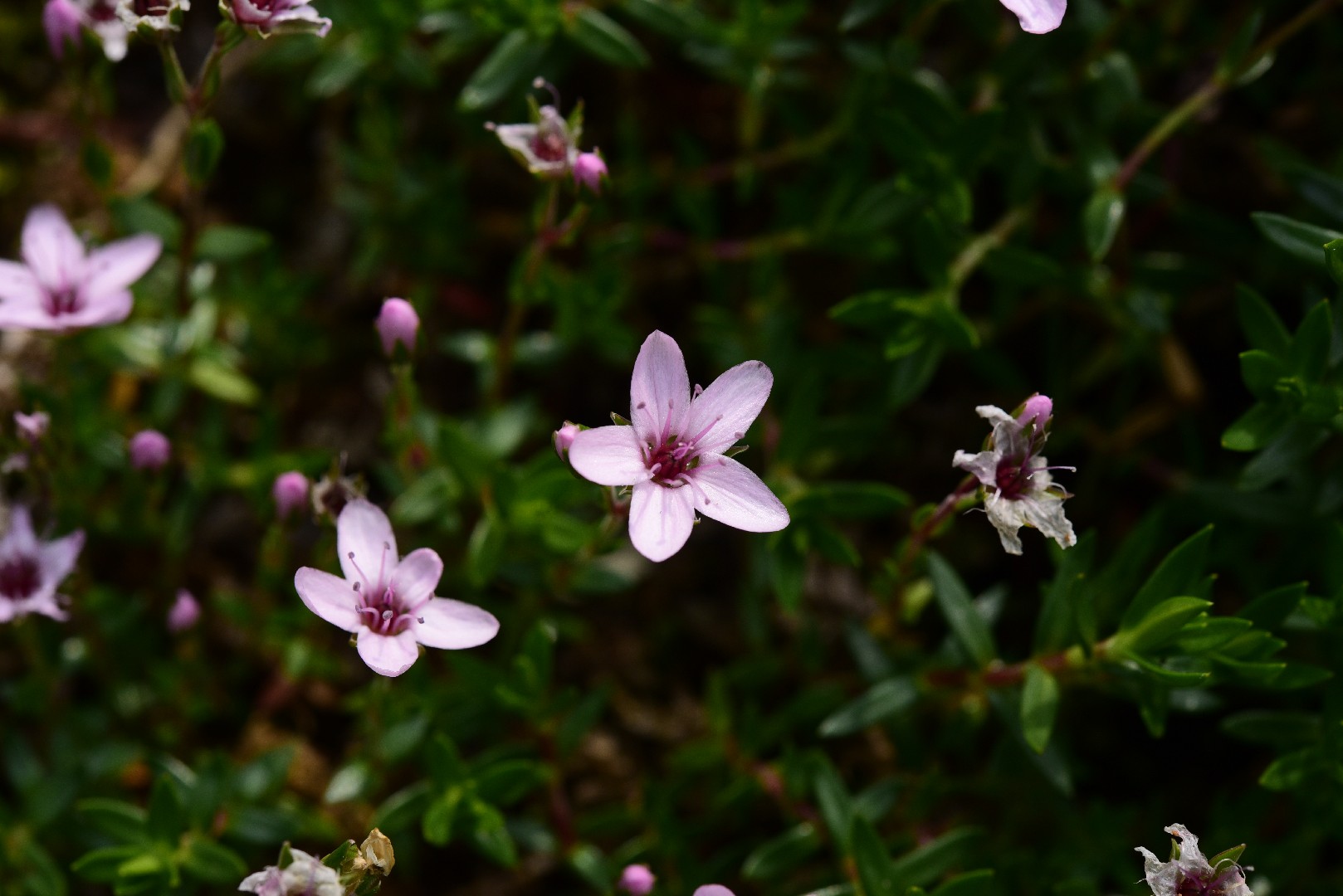 How to Plant and Grow Pink sandwort(Arenaria purpurascens)