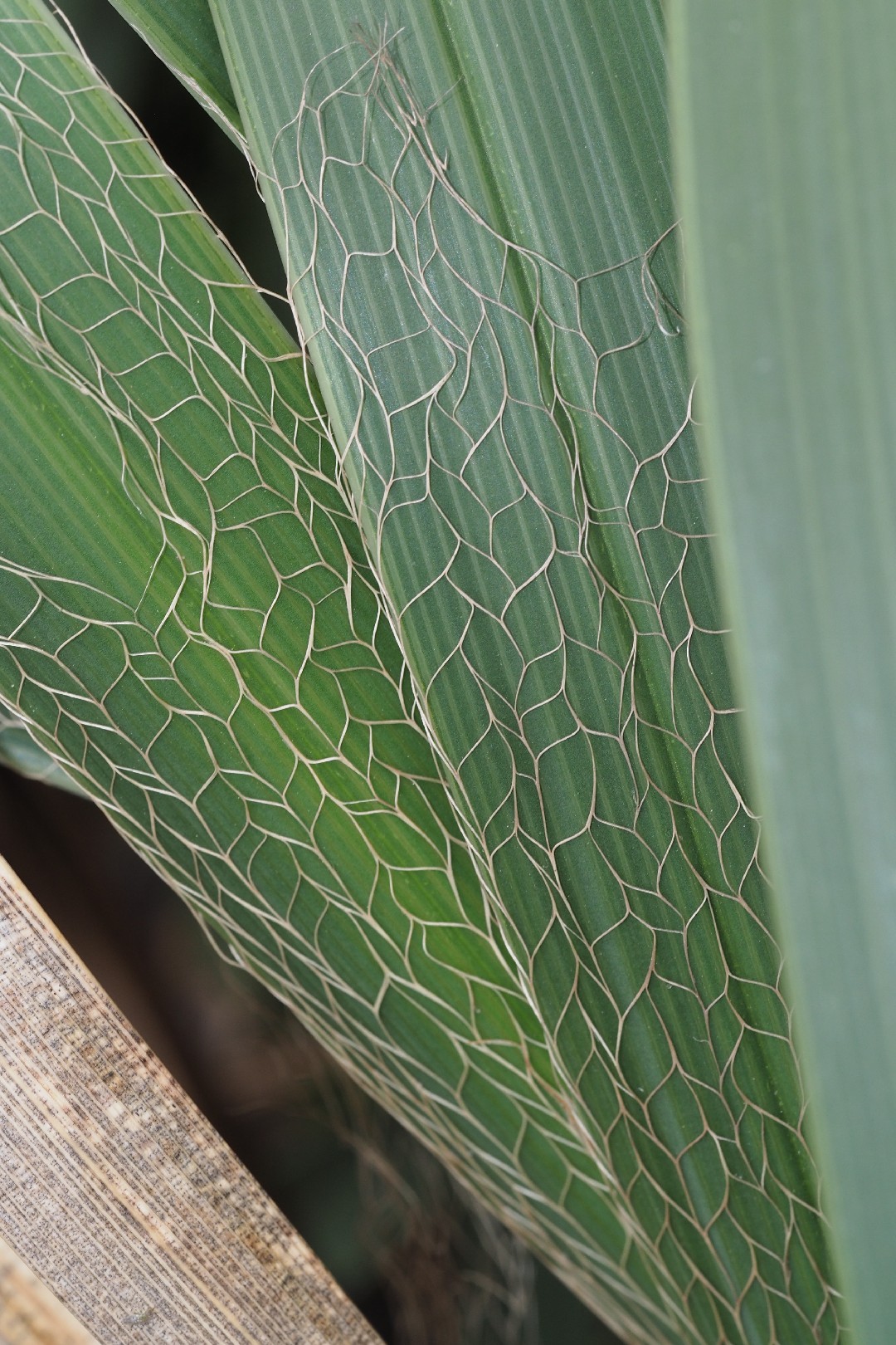 Moraea alticola - PictureThis