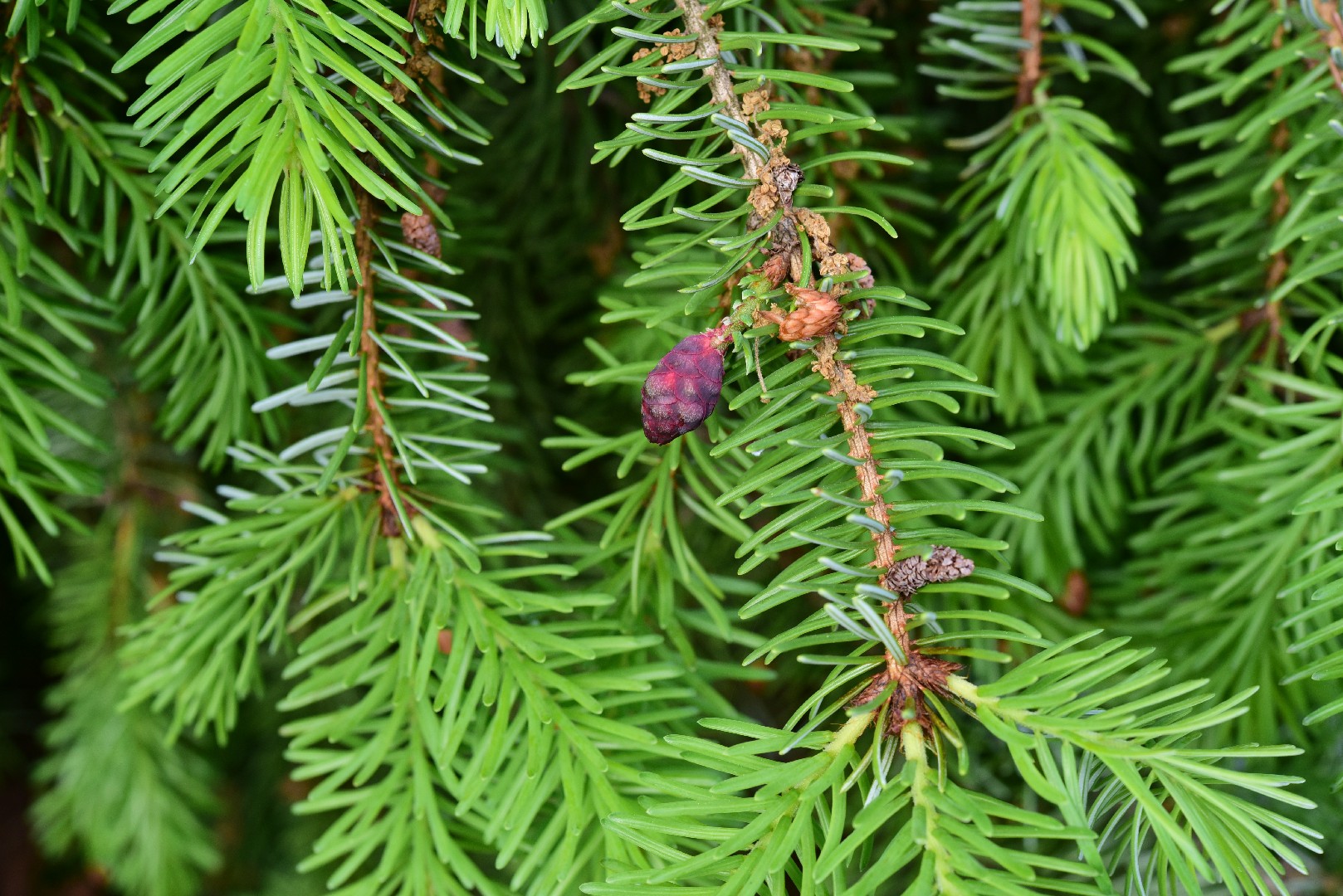 Servische spar (Picea omorika) - PictureThis