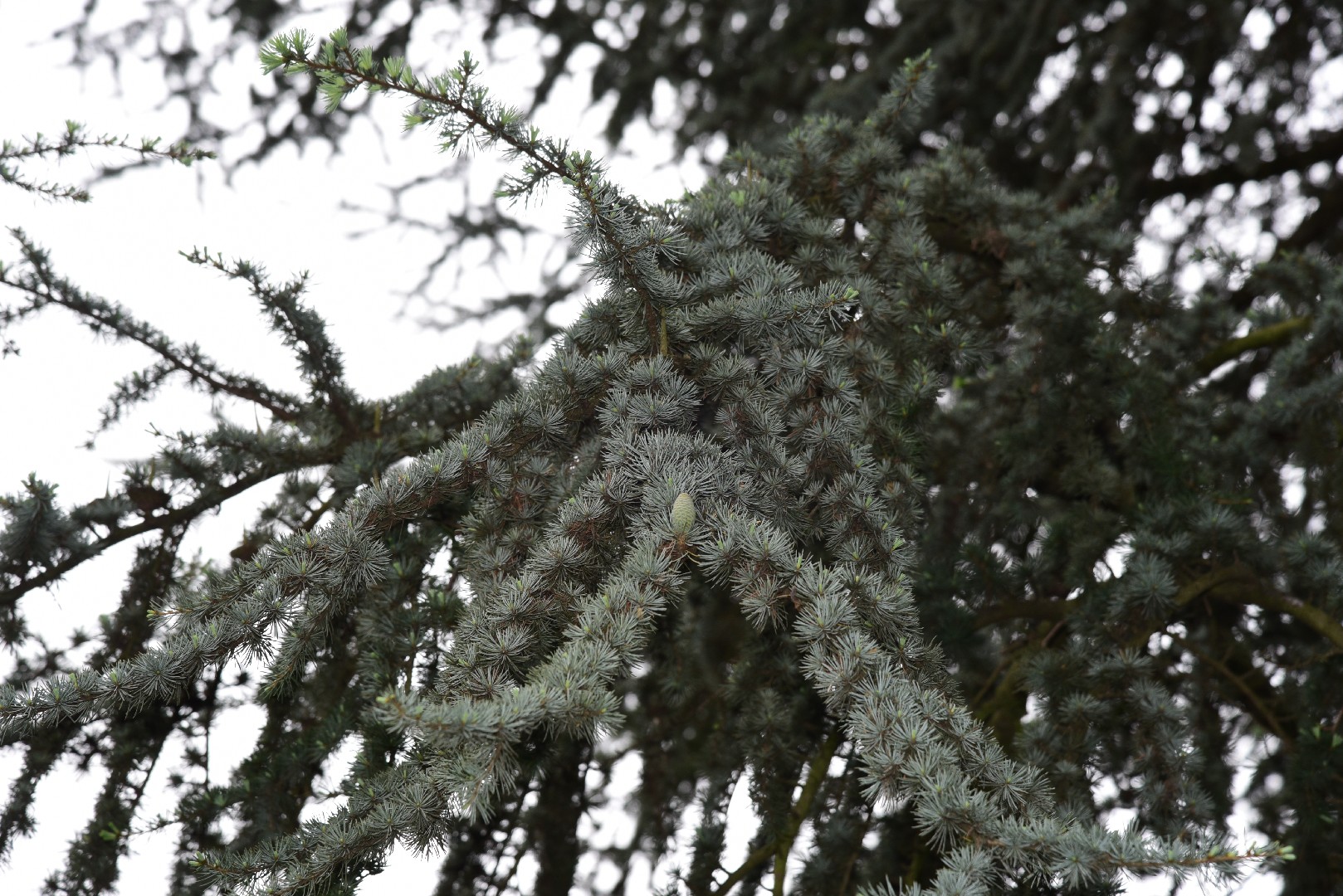 Cedr atlaski (Cedrus atlantica) - PictureThis