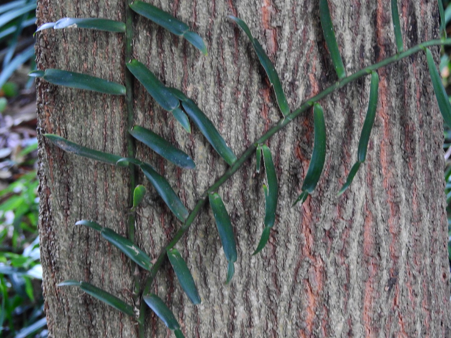 Pothos longipes - PictureThis