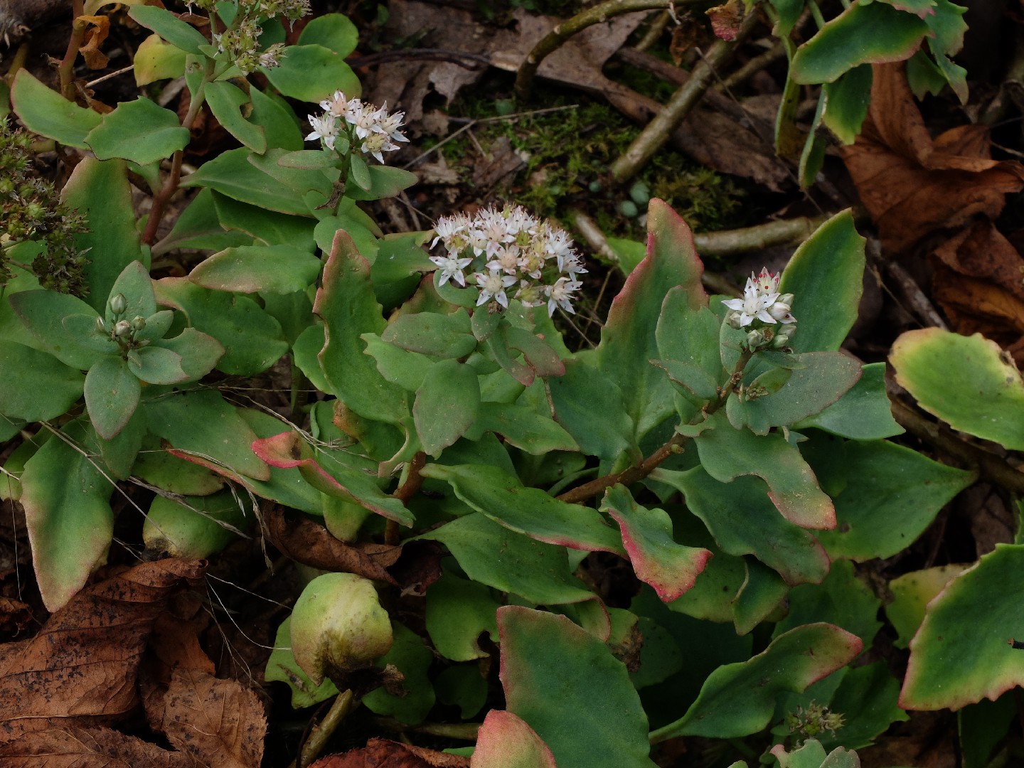 Allegheny stonecrop (Hylotelephium telephioides) Flower, Leaf, Care ...