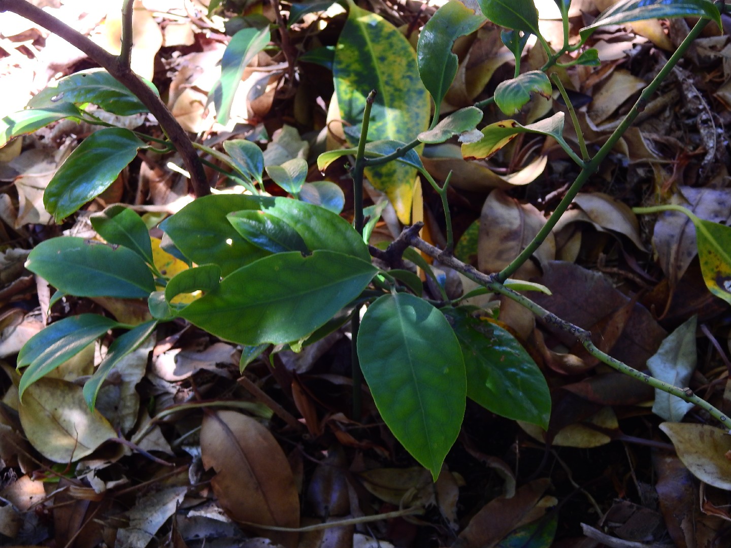 Austrobaileya scandens 照顧，種植，繁殖，開花時間 - PictureThis