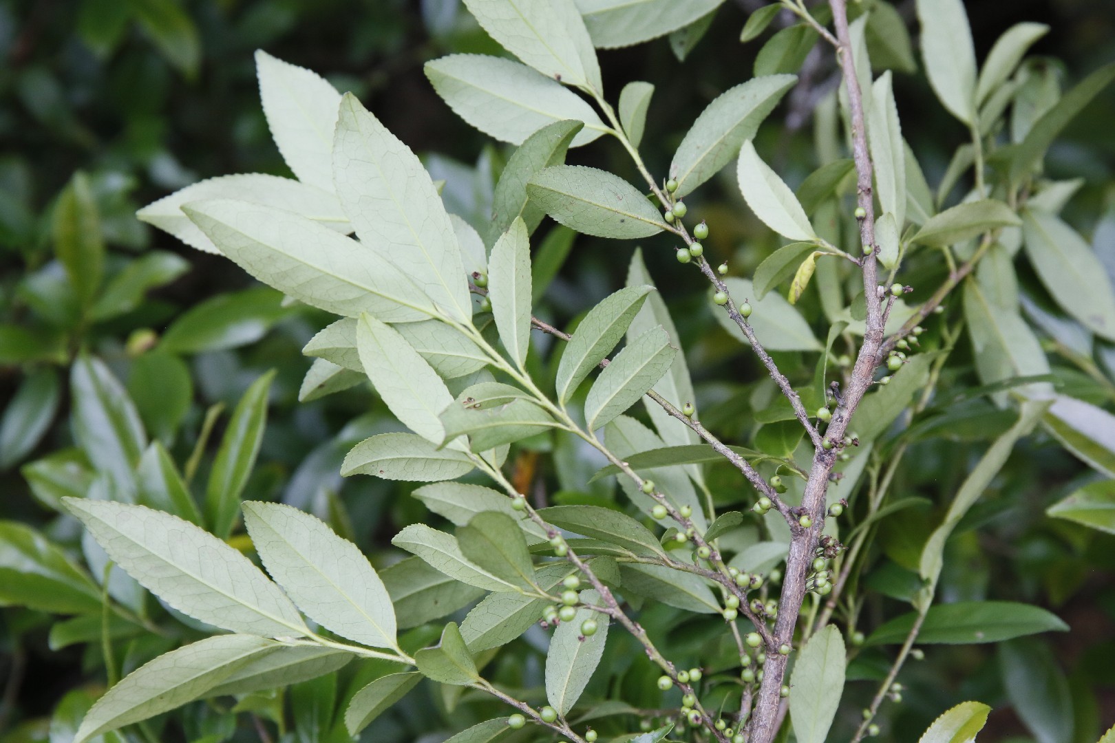 Eurya chinensis - PictureThis