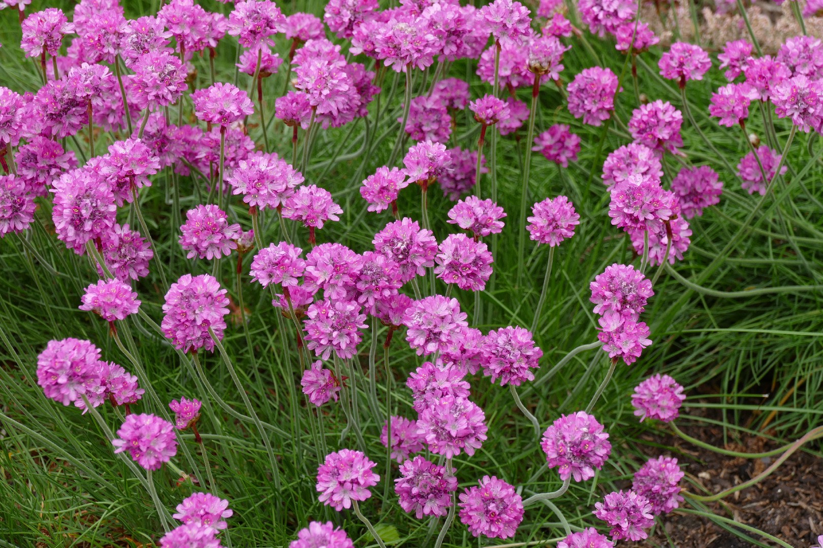 Armeria splendens - PictureThis