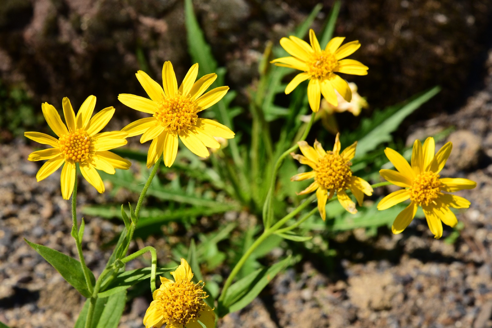 Tonestus lyallii - PictureThis