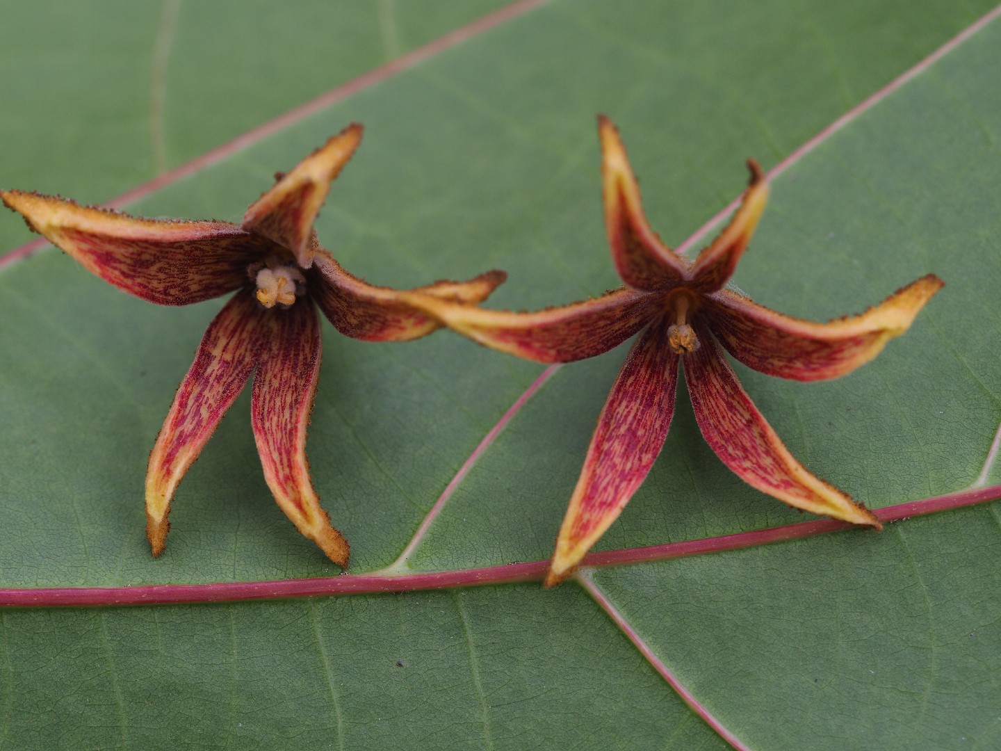 Pterygota - PictureThis