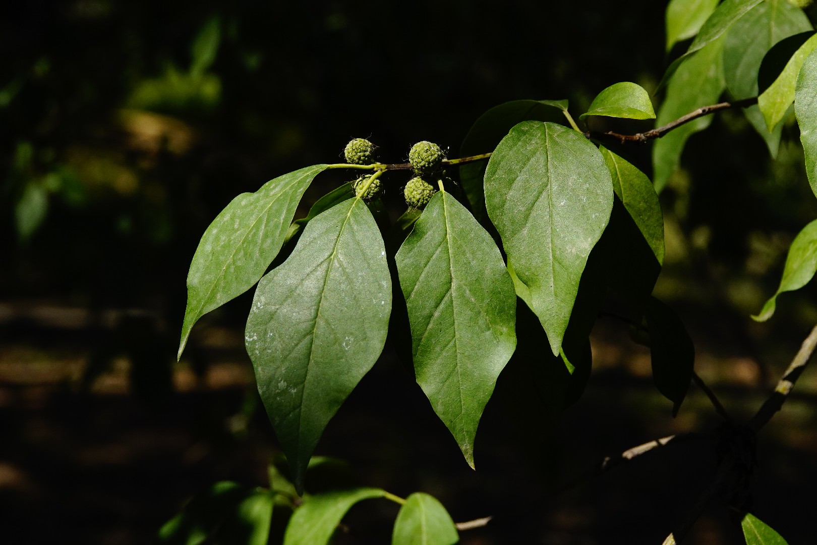 Cudrania tricuspidata - PictureThis