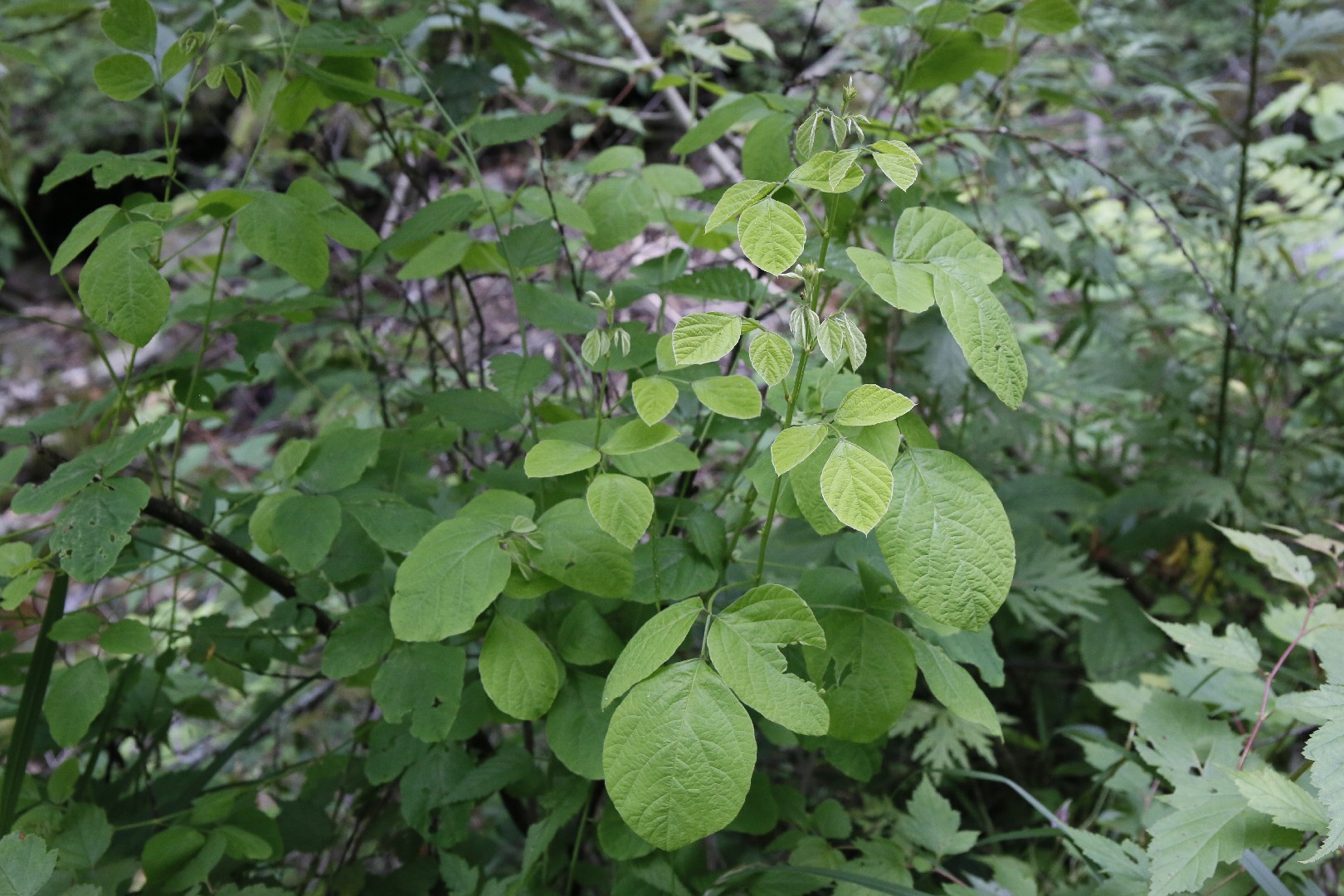 Desmodium elegans 照顧，種植，繁殖，開花時間 - PictureThis