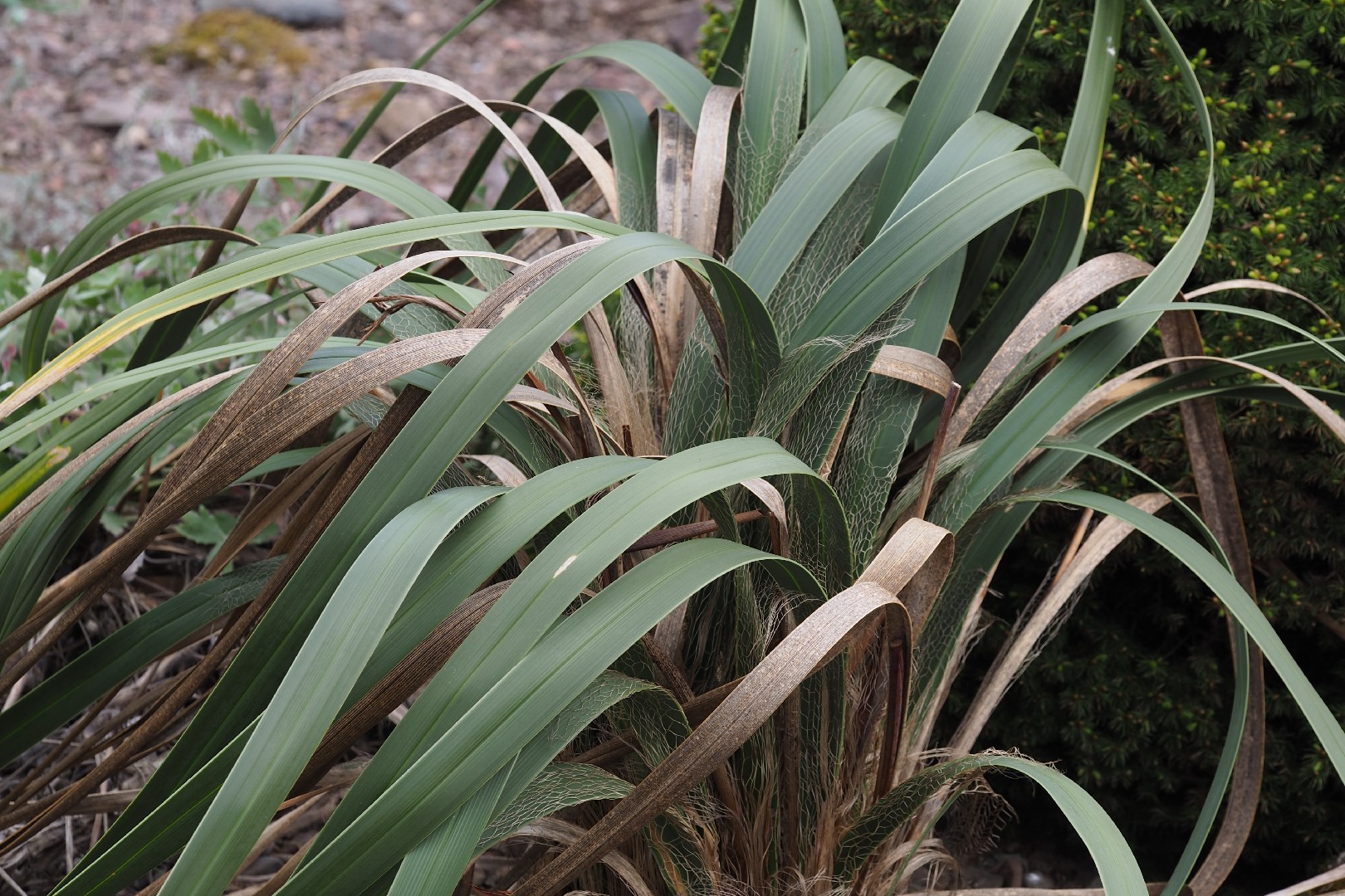 Moraea alticola - PictureThis