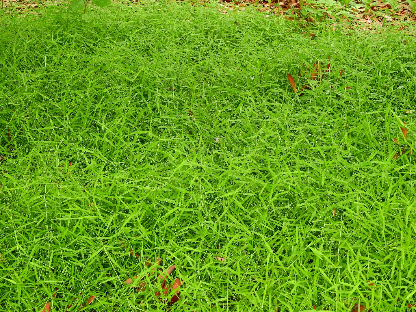 Ottochloa Care (Watering, Fertilize, Pruning, Propagation) - PictureThis
