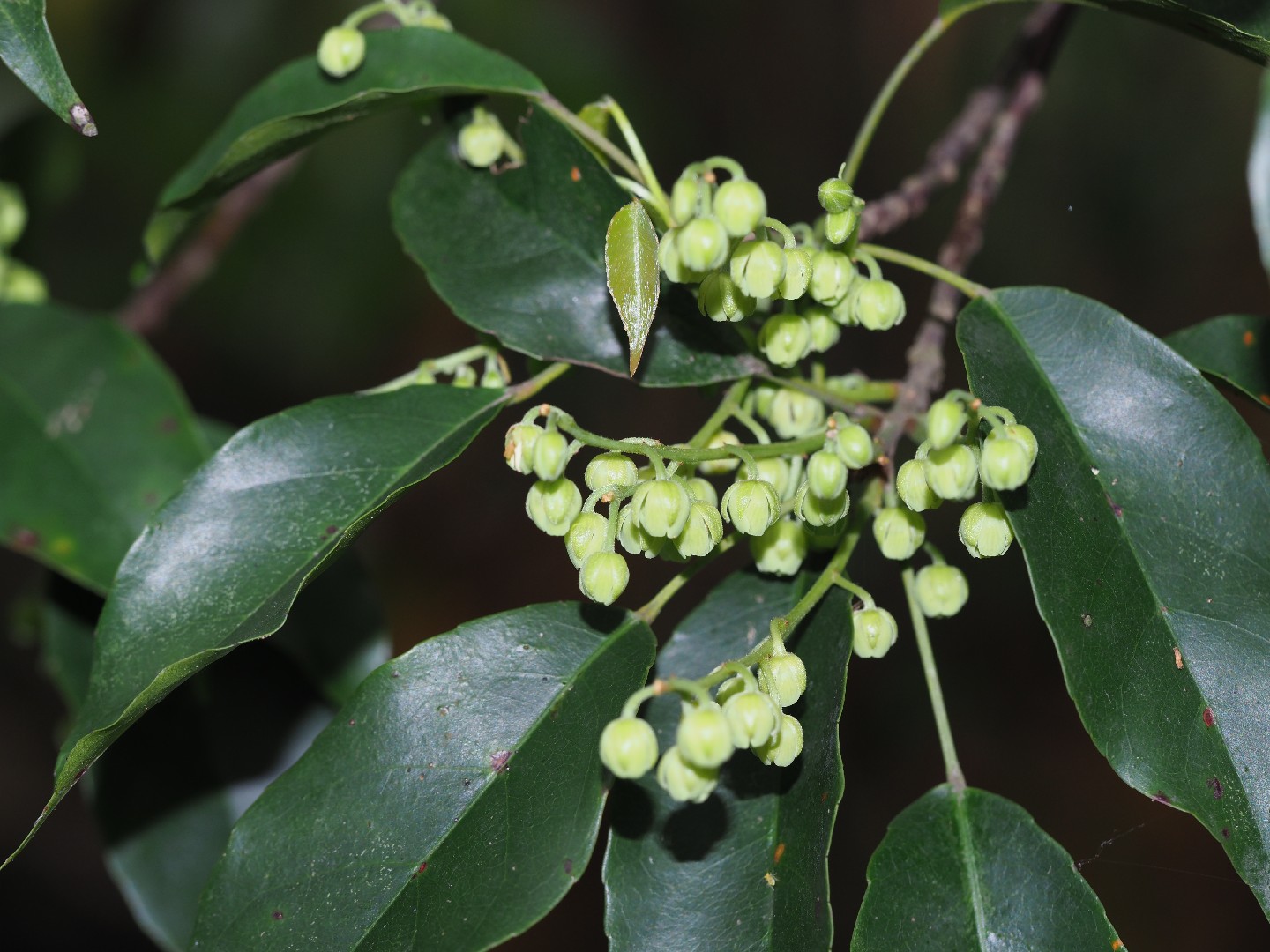 Elaeocarpus japonicus Flower, Leaf, Care, Uses - PictureThis