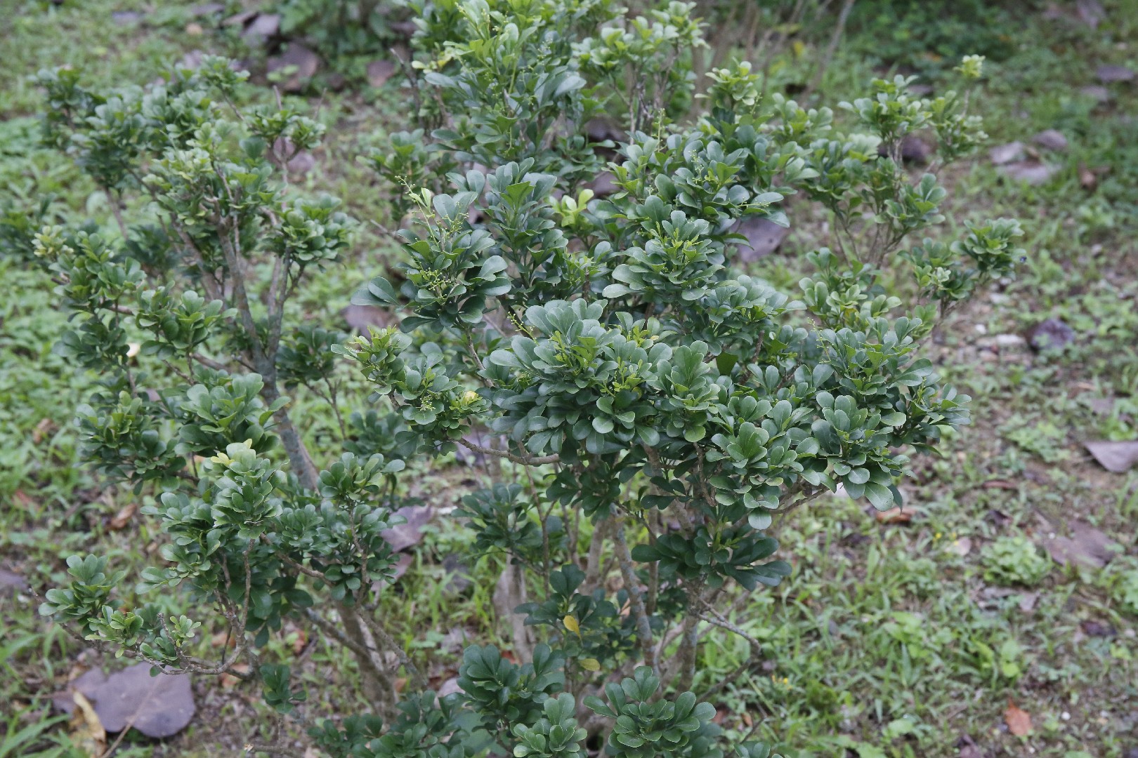 Aglaia (Aglaia odorata) - PictureThis