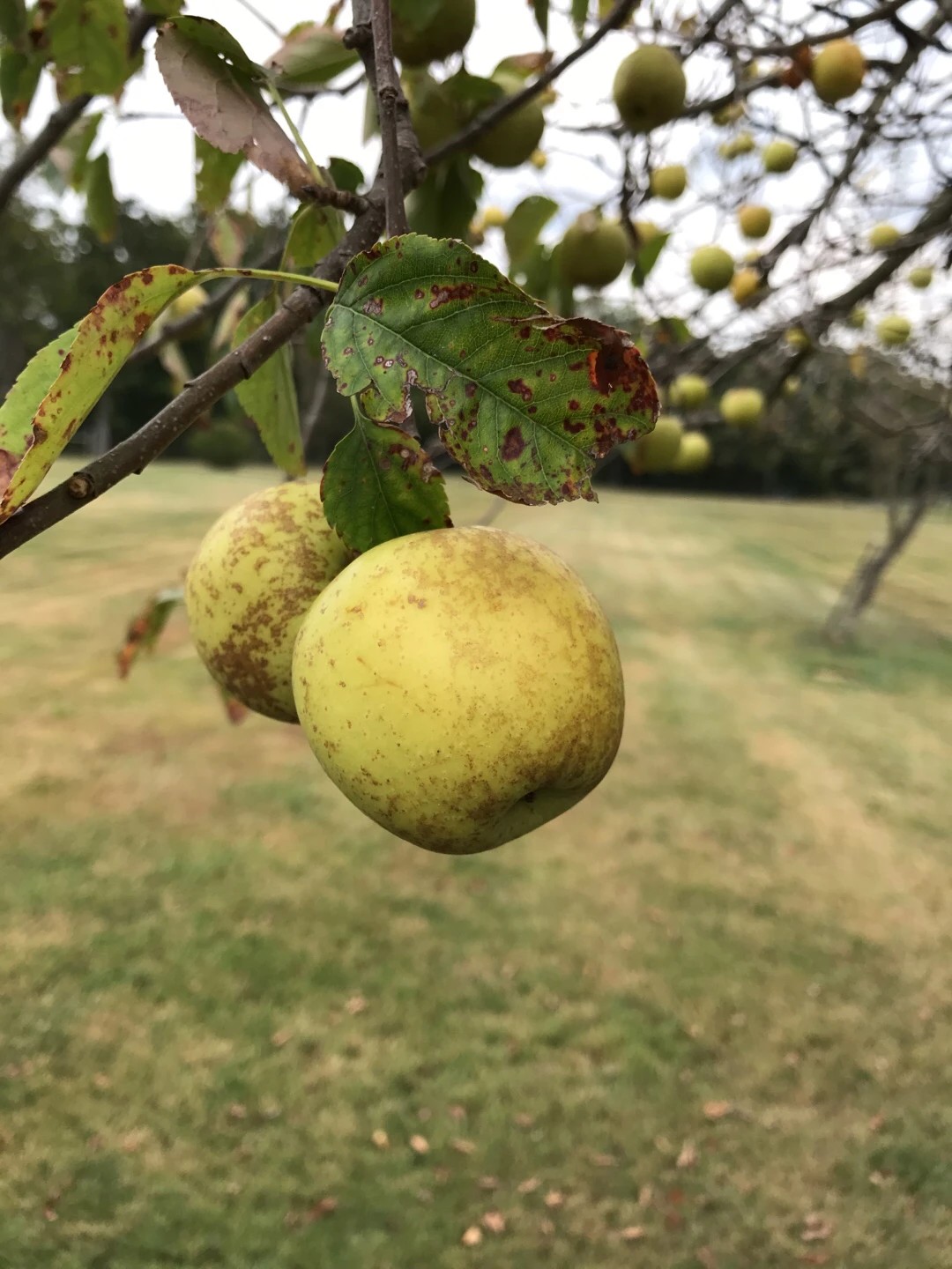 Holzapfel (Malus sylvestris) - PictureThis