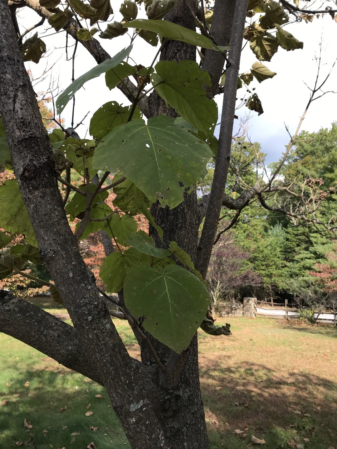 Adina cordifolia - PictureThis