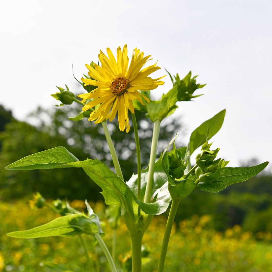 Silphium - PictureThis