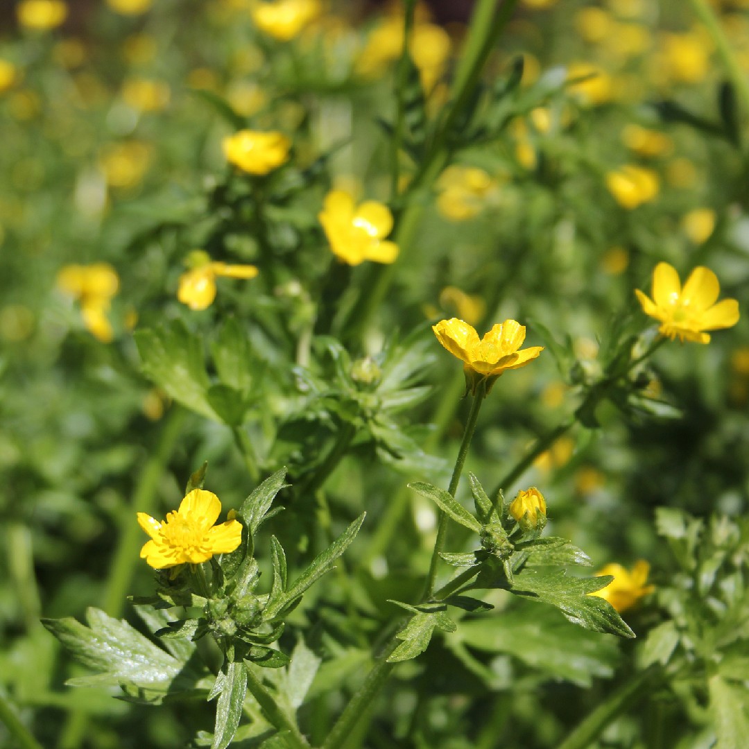 Bulbous buttercup Care (Watering, Fertilize, Pruning, Propagation ...