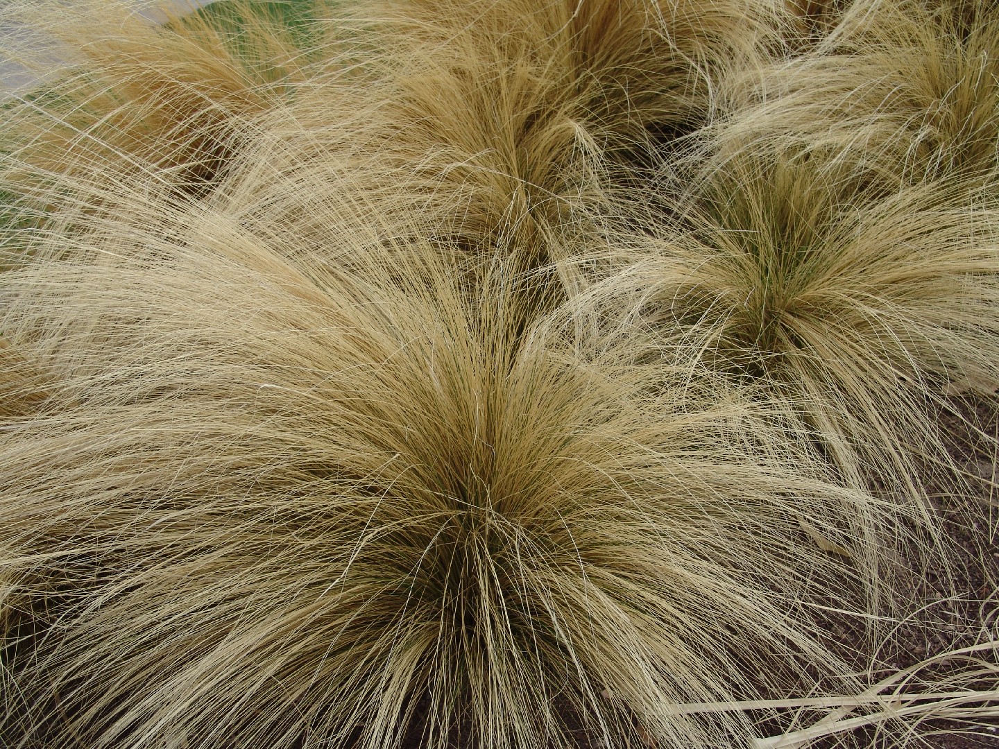 Finestem needlegrass (Nassella tenuissima) Flower, Leaf, Care, Uses ...