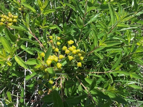 Ceanothus herbaceus - PictureThis