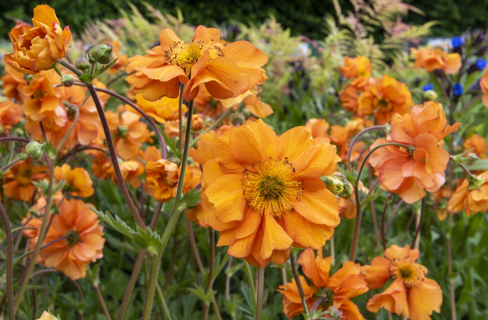 Geum 'Fireball' - PictureThis