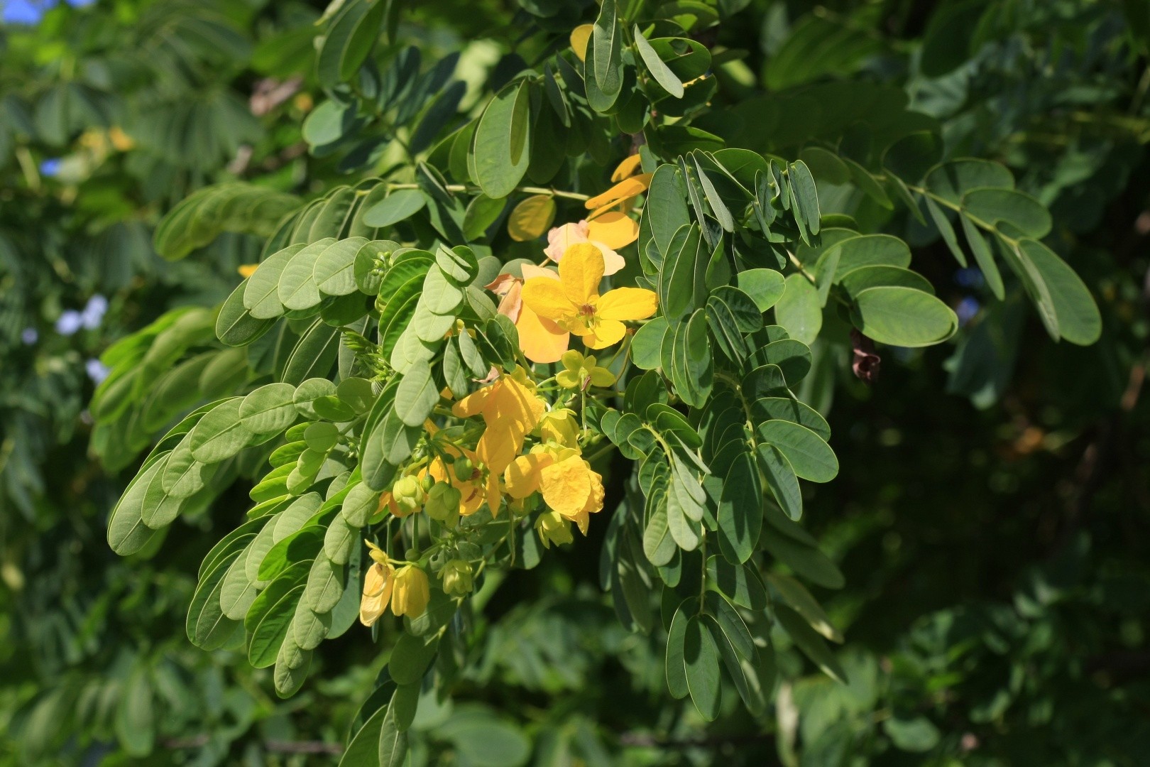 Senna surattensis - PictureThis