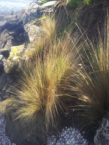 Austrostipa stipoides - PictureThis