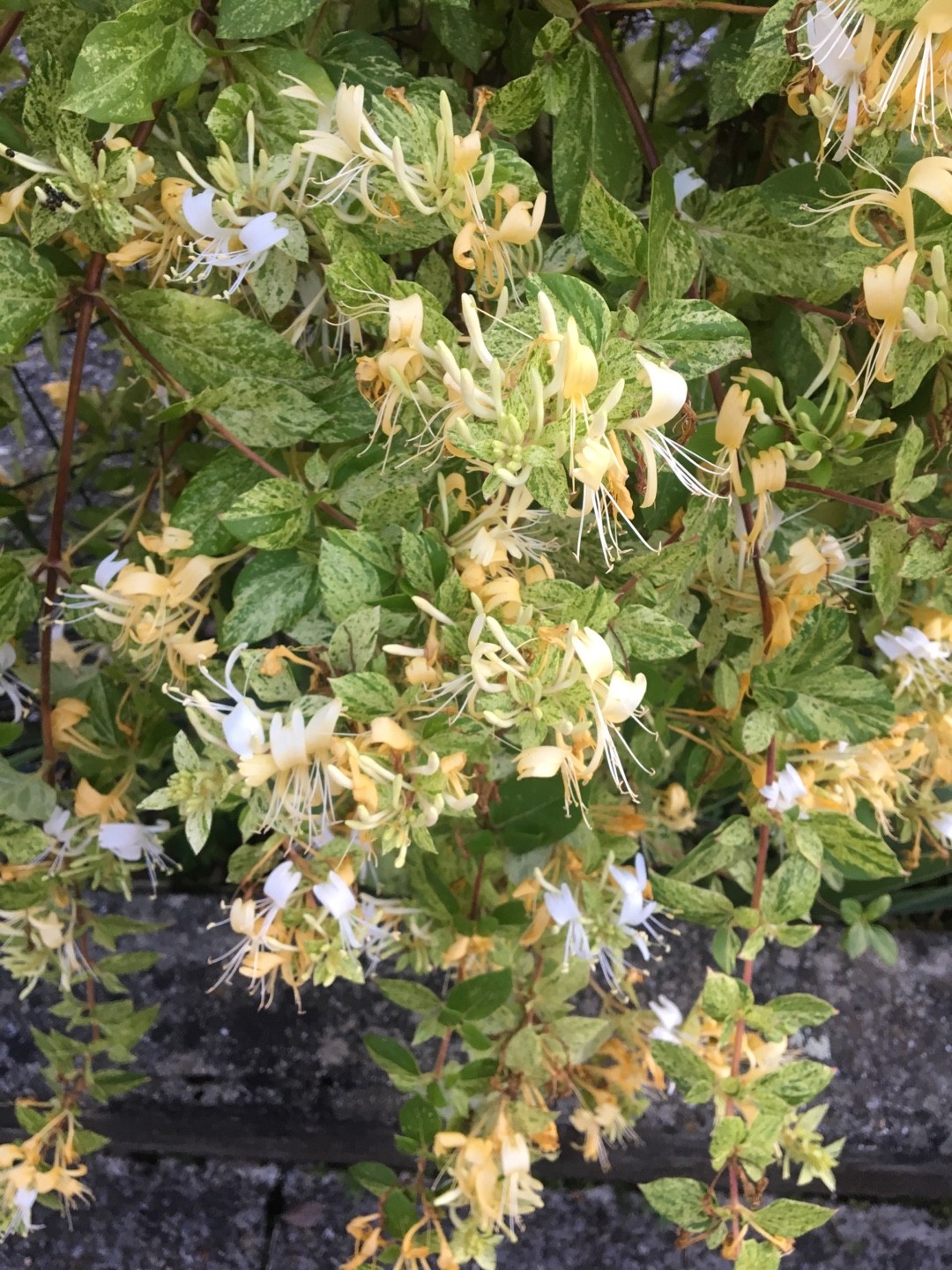 Lonicera japonica 'Mint Crisp' Flower, Leaf, Uses - PictureThis