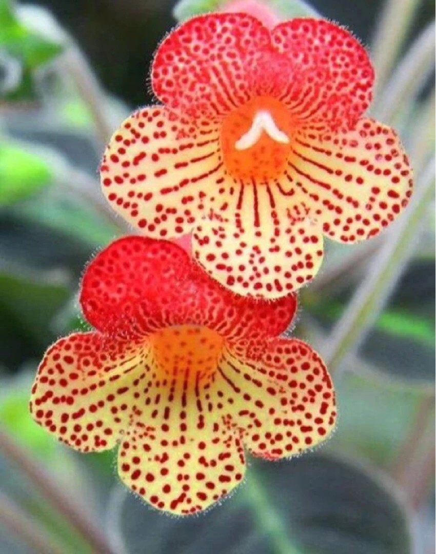 Kohleria (Kohleria) Flower, Leaf, Uses - PictureThis