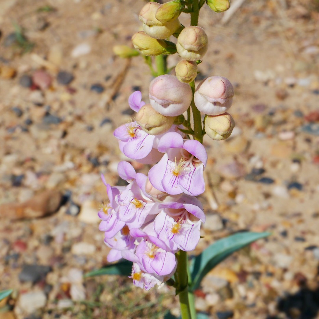Penstemon palmeri - PictureThis