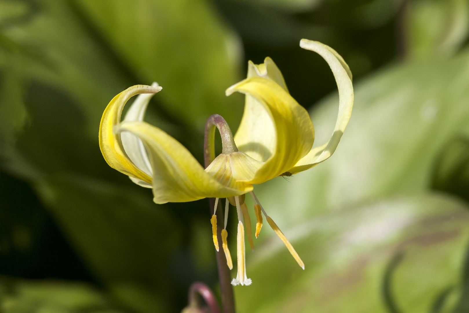 Erythronium - PictureThis