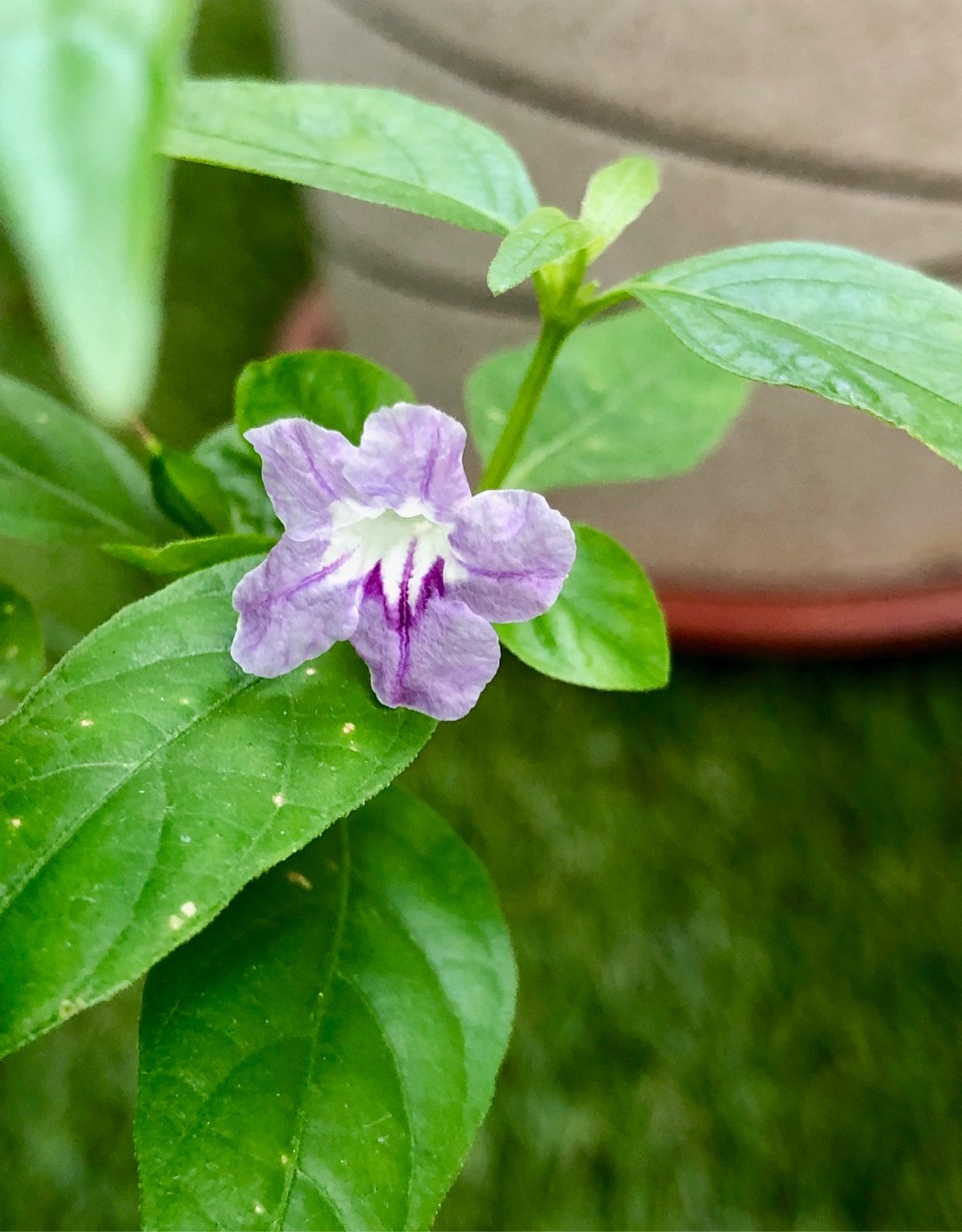 Ruellia repens (Ruellia repens) - PictureThis