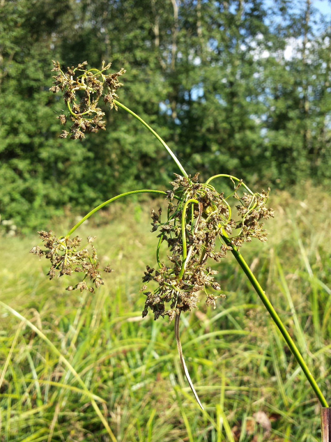 Scirpus sylvaticus (Scirpus sylvaticus) - PictureThis