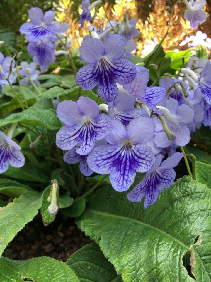 Streptocarpus 'Blue Ice' - PictureThis