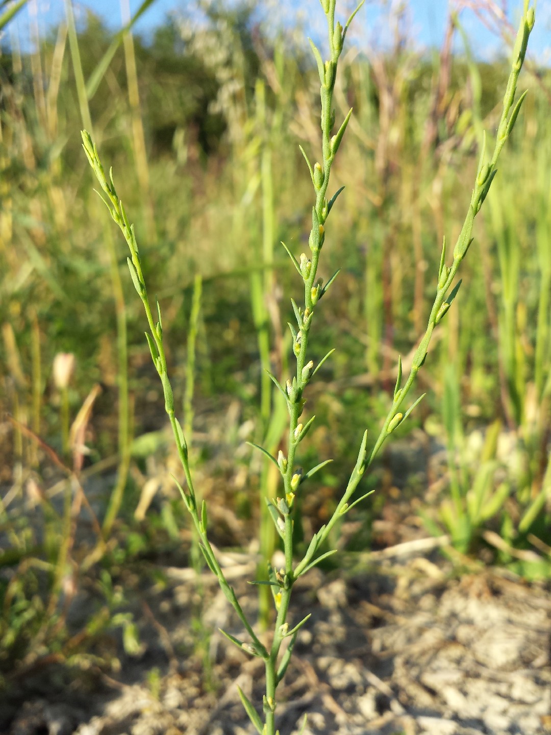 Thymelaea passerina - PictureThis