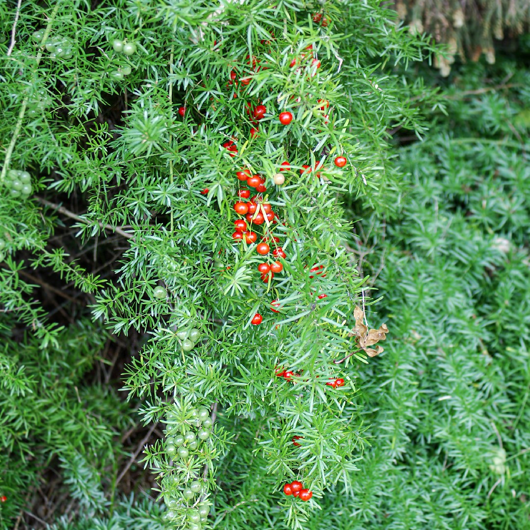 Asparagus aethiopicus (Asparagus aethiopicus) - PictureThis