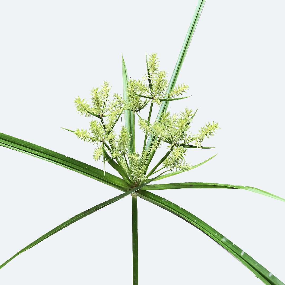 Strawcolored flatsedge (Cyperus strigosus) Flower, Leaf, Care, Uses ...