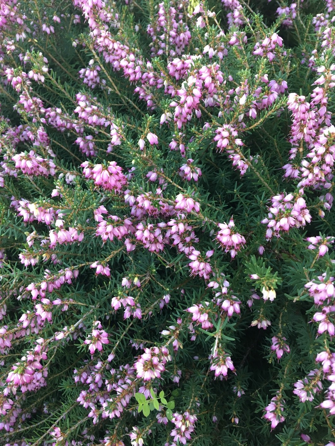 Bell heather (Erica cinerea) Flower, Leaf, Care, Uses - PictureThis