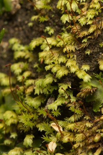 Epipterygium tozeri - PictureThis