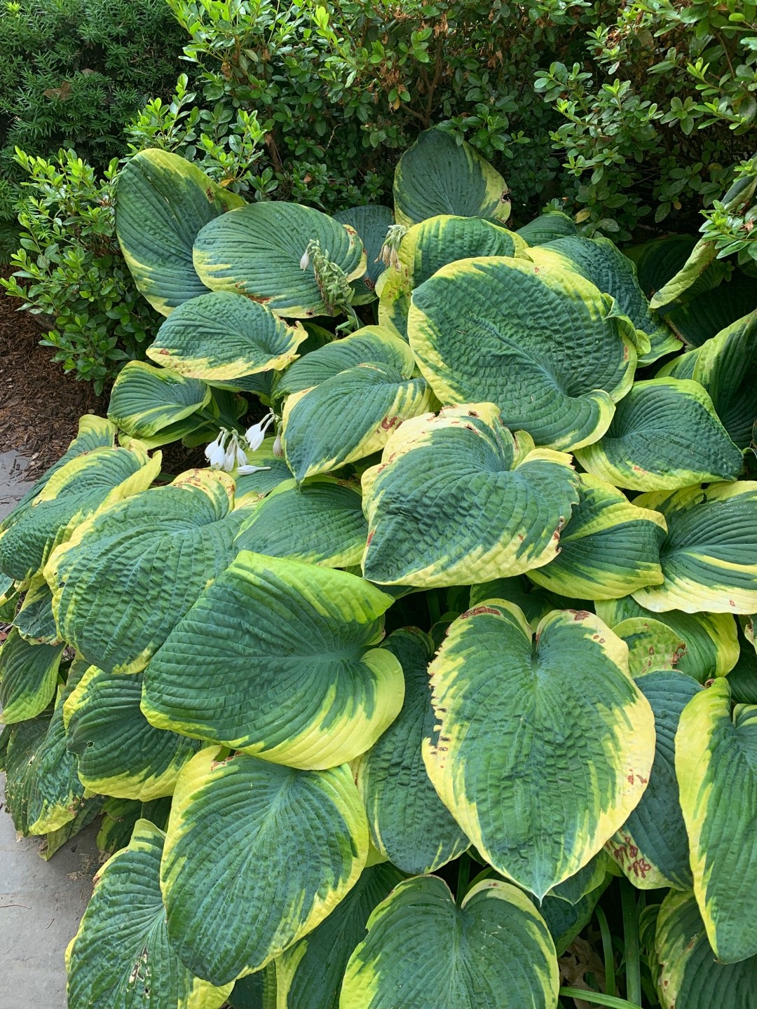 Hosta 'American Halo' (Hosta 'American Halo') - PictureThis