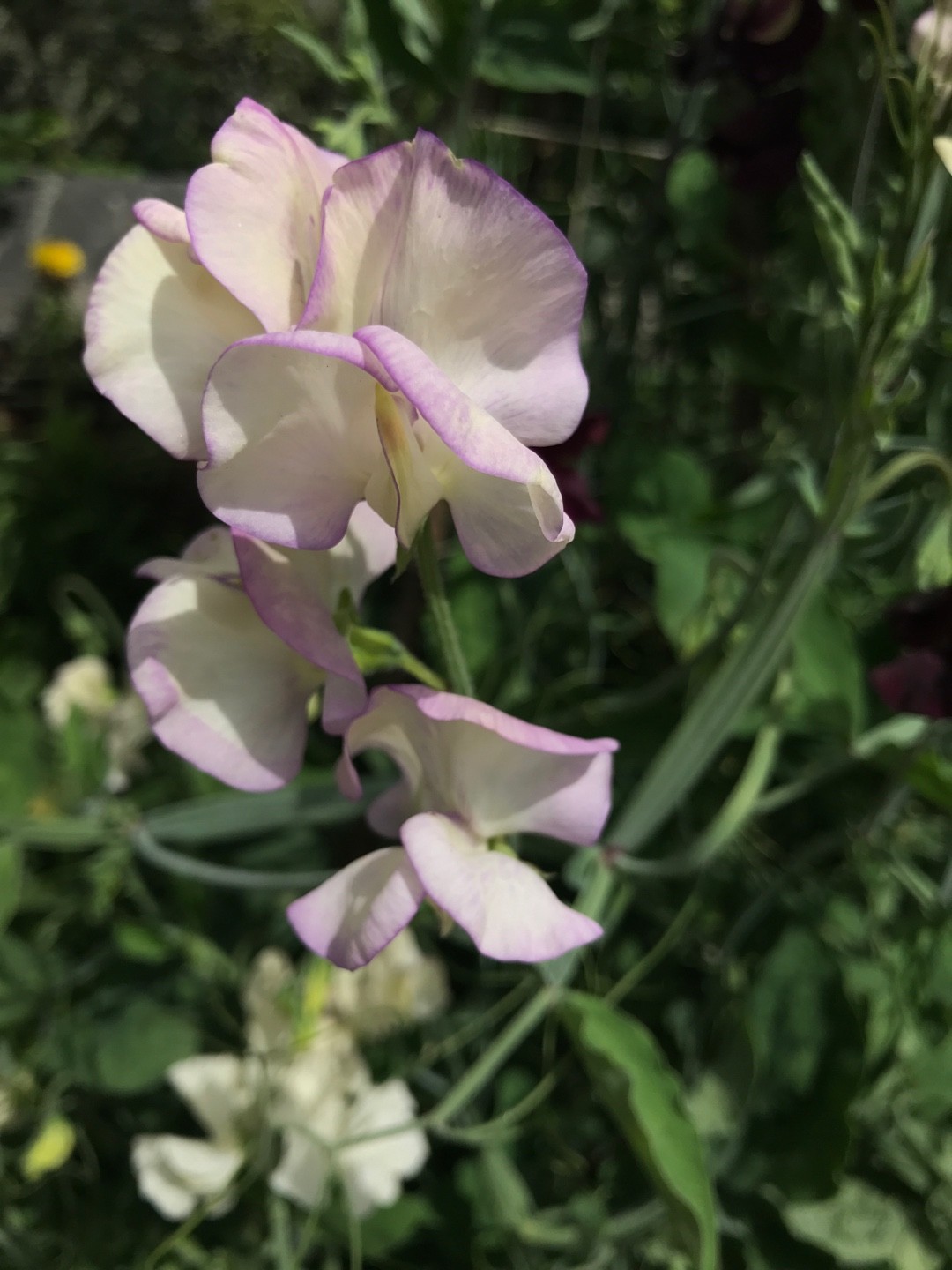 Lathyrus odoratus 'High Scent' (Lathyrus odoratus 'High Scent ...