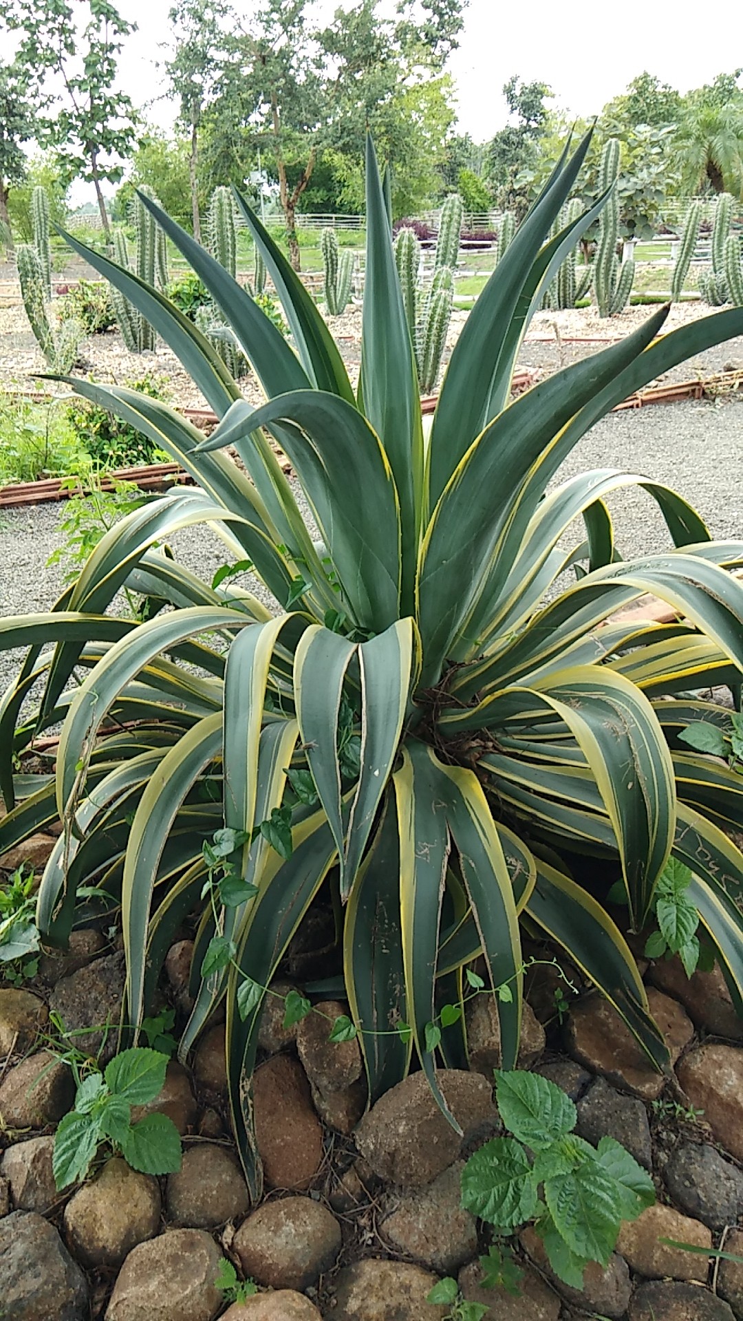 Agave weberi 'Arizona Star'のお世話ガイド 育て方 育て方（潅水, 施肥, 剪定, 病気）- PictureThis