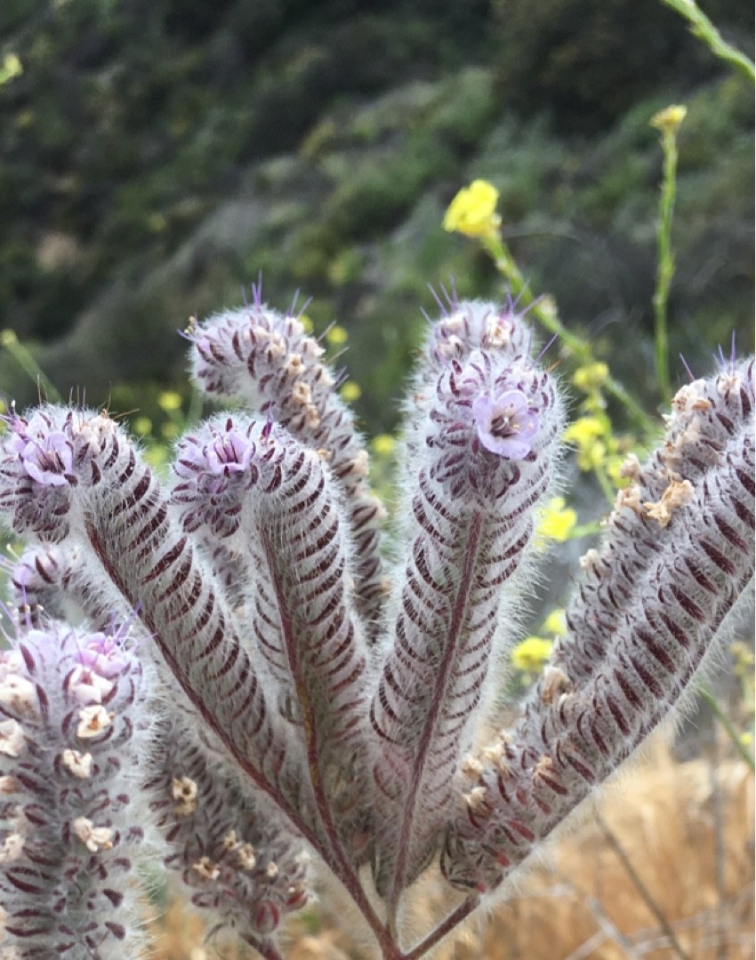 Phacelia cicutaria - PictureThis