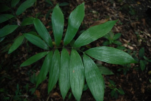 Zamia neurophyllidia - PictureThis