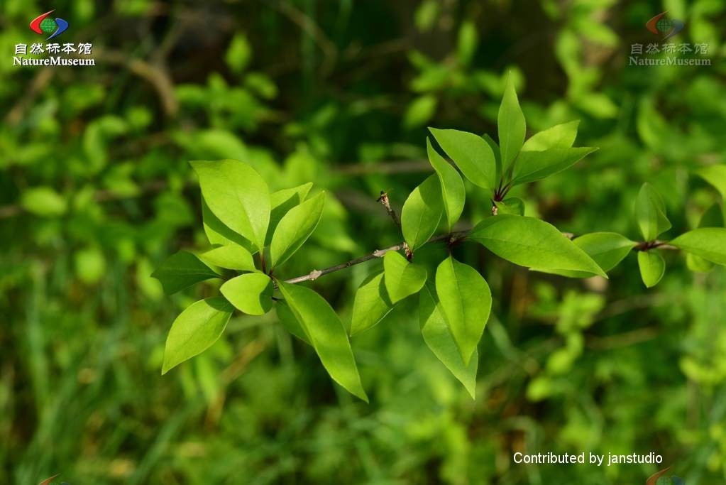 Eastern Swamp Privet (Forestiera acuminata) Flower, Leaf, Uses ...