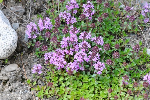 Thymus linearis - PictureThis
