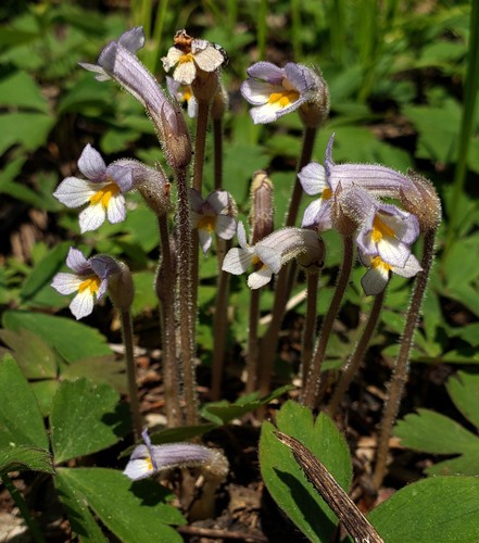 Aphyllon uniflorum - PictureThis