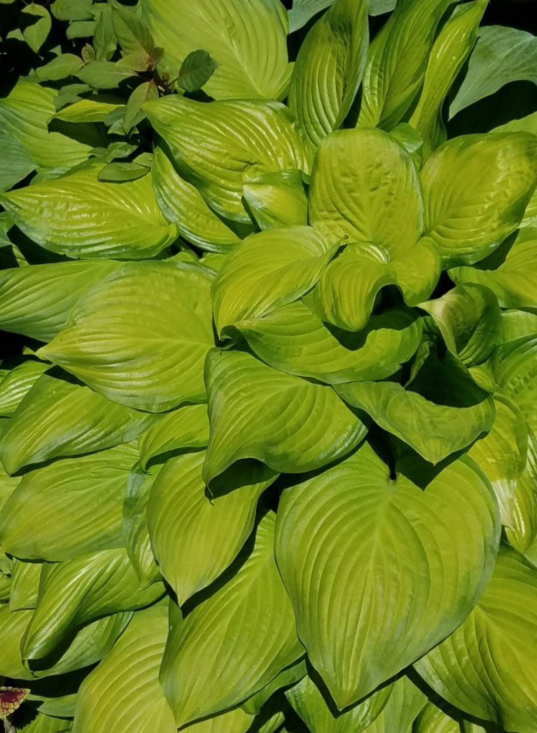 Hosta 'Stained Glass' (Hosta 'Stained Glass') - PictureThis