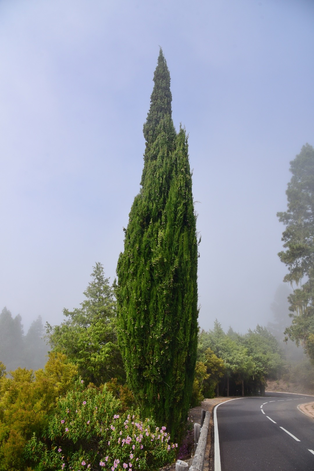 Cupressus sempervirens - PictureThis